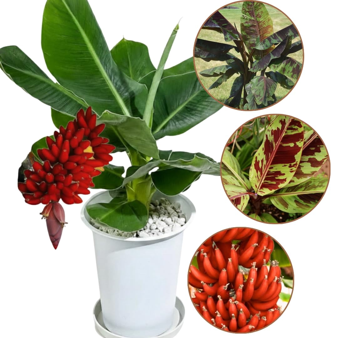 Banana Plant Live, Ornamental Zebrina Banana Tree Live Plant, Hardy ...