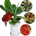 Banana Plant Live, Ornamental Zebrina Banana Tree Live Plant, Hardy ...