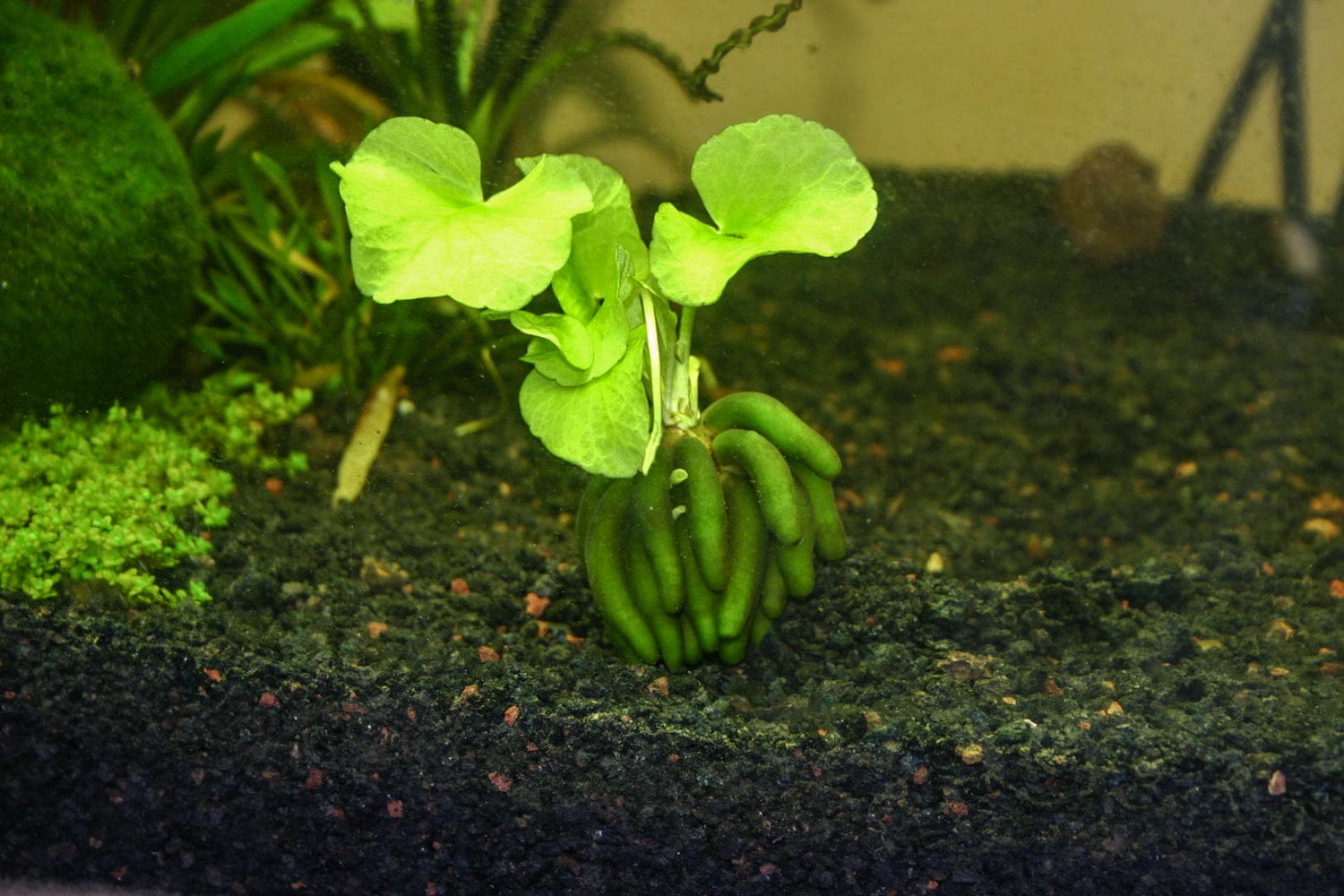 Freshwater Aquatic Banana Plant Nymphoides Aquatica for Fish Tank - Buy ...