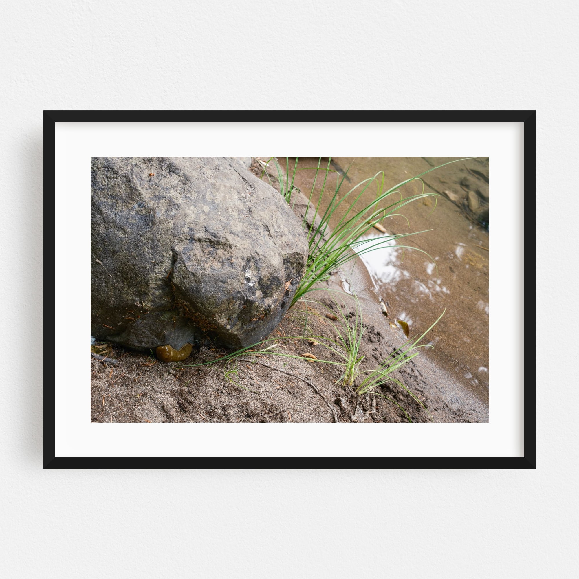 Banana Slug on River's Edge - Oregon Photography Nature Wilderness ...
