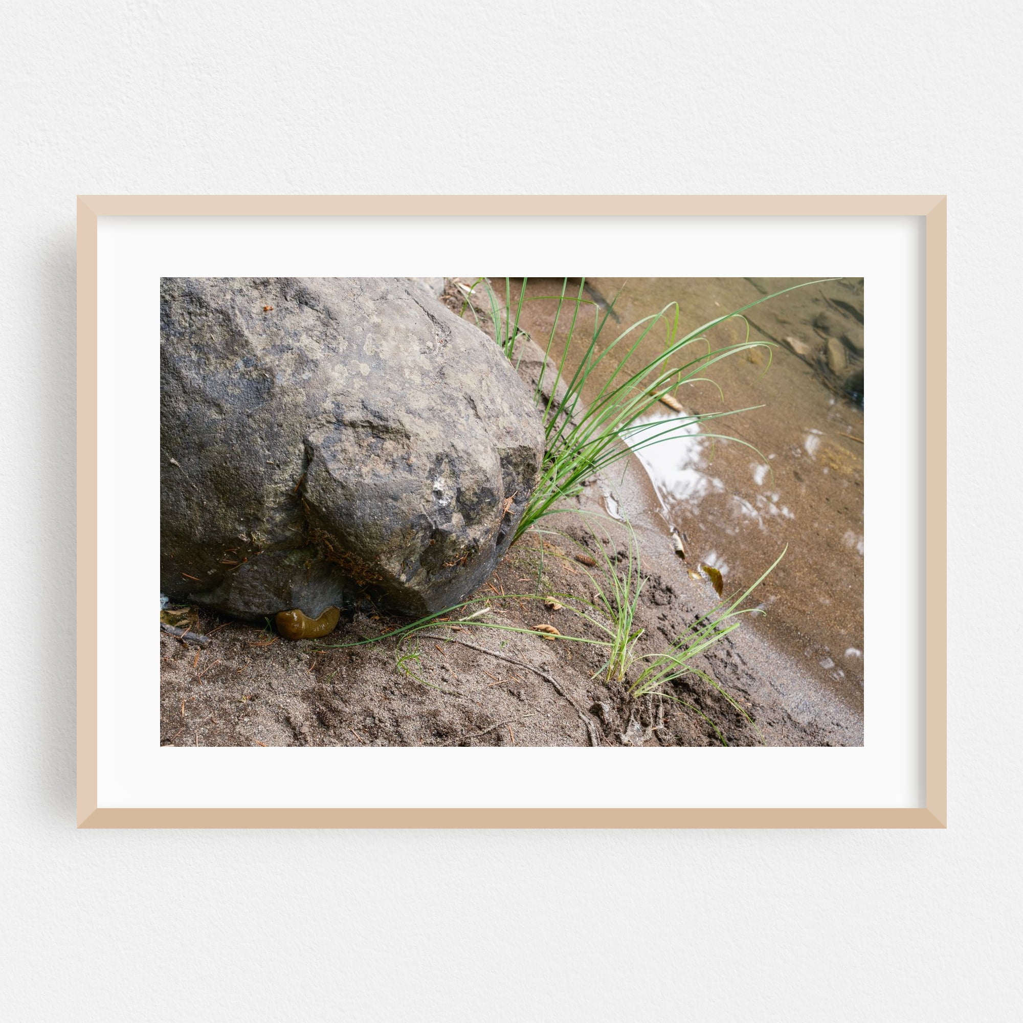 Banana Slug on River's Edge - Oregon Photography Nature Wilderness ...