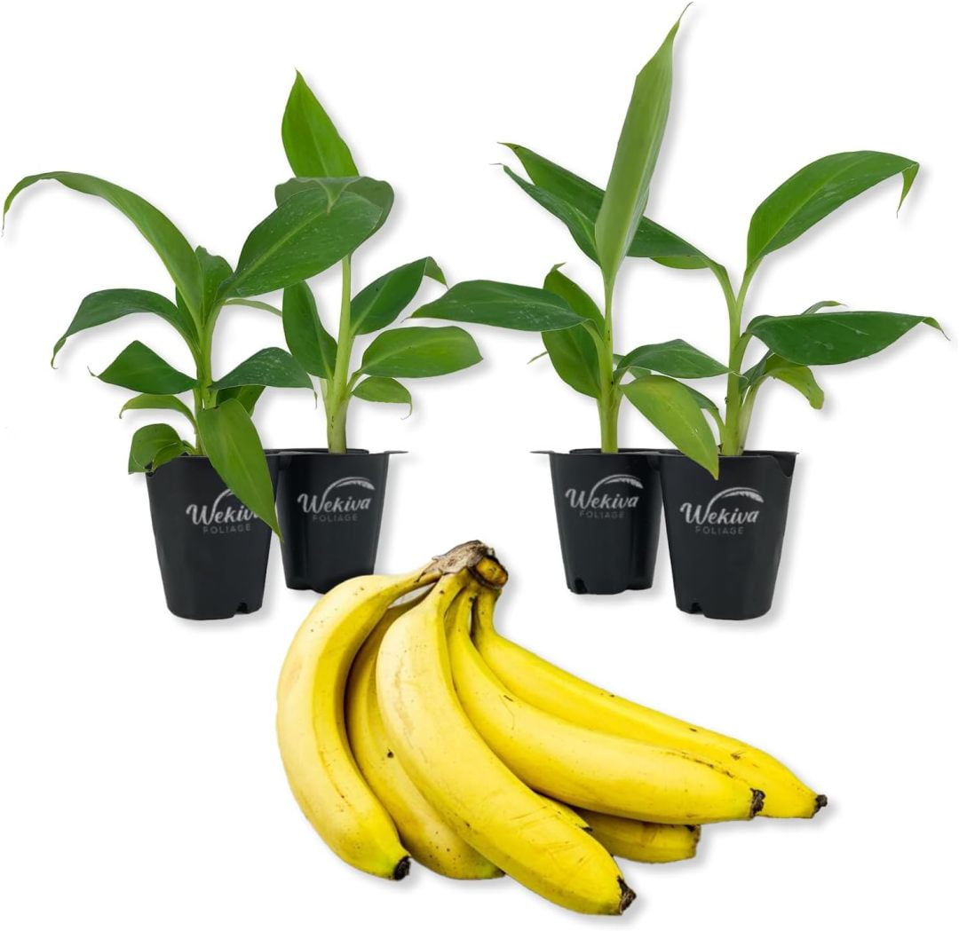 Banana Tree - 4 Live Starter Plants - Musa - Edible Fruit Bearing Tree ...