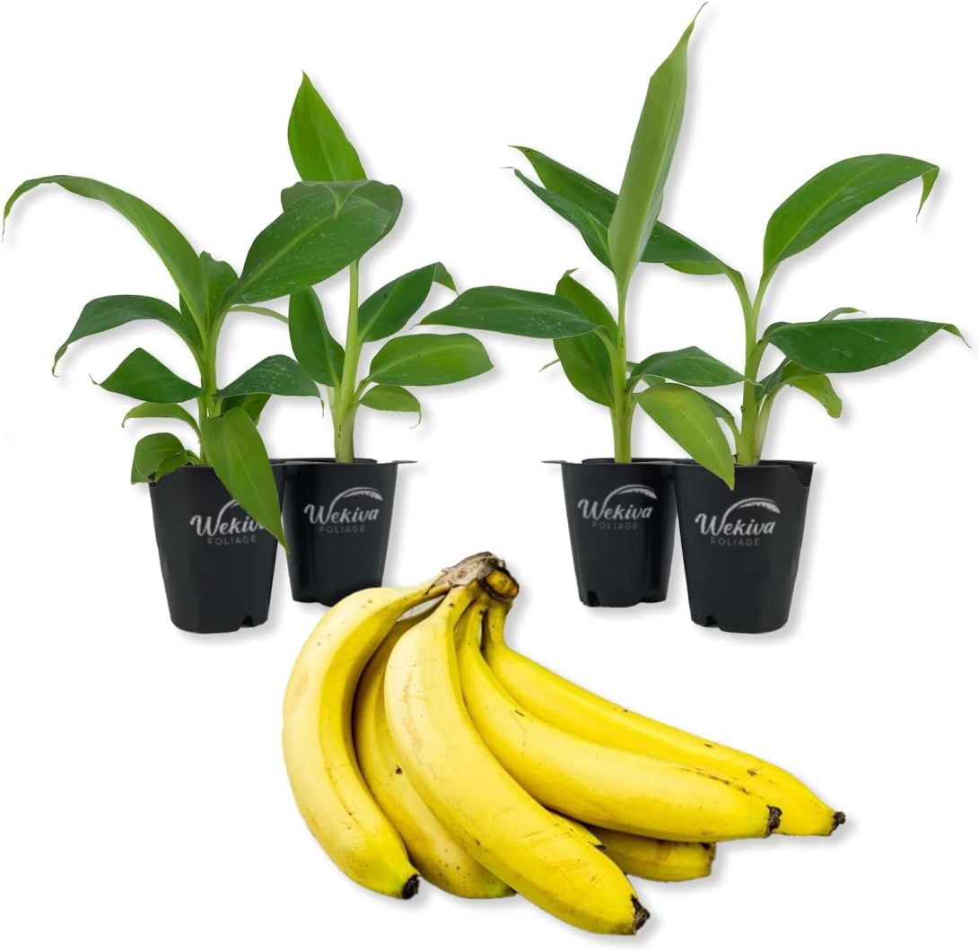 Banana Tree - 4 Live Starter Plants - Musa - Edible Fruit Bearing Tree ...
