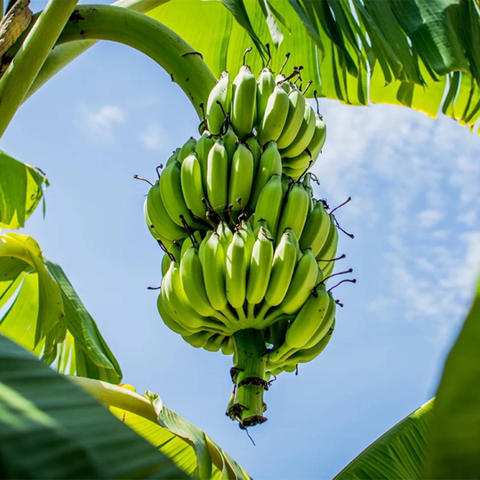 (Banana Tree) Home Garden Decoration IndBeautifuloor or Outdoor ...