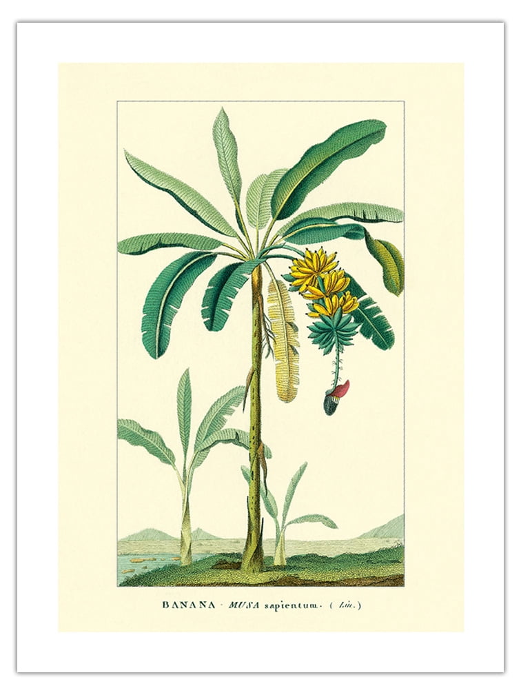 Banana Tree (Musa Sapientum) - Vintage Botanical Illustration by ...