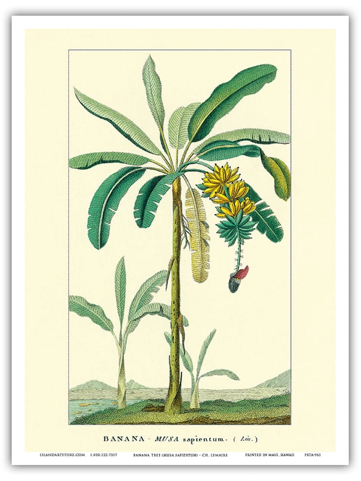 Banana Tree (Musa Sapientum) - Vintage Botanical Illustration by ...