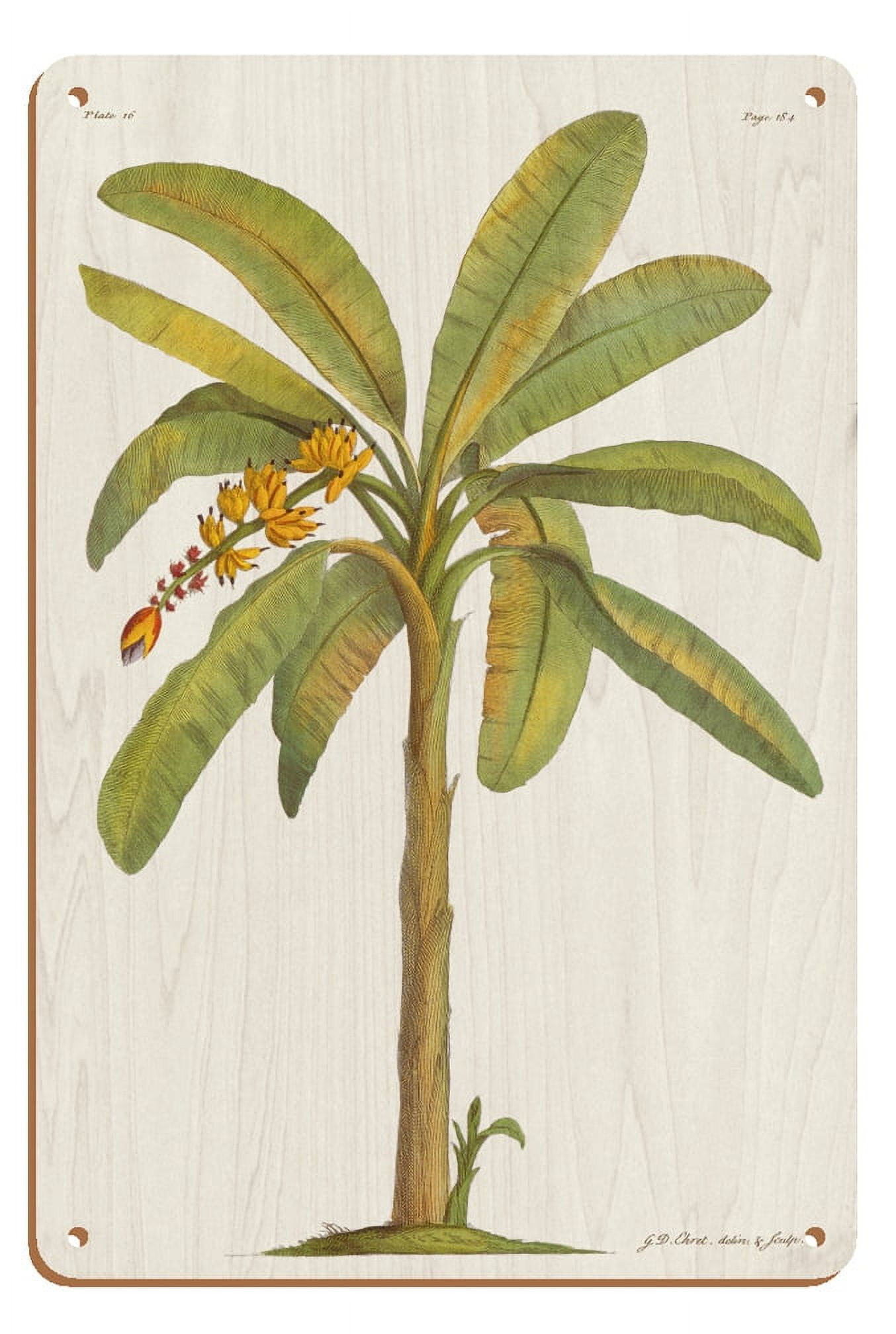 Banana Tree (Musa sapientum) - Plate From The Natural History of ...