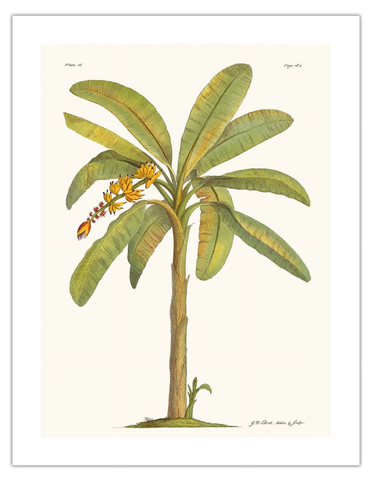 Banana Tree (Musa sapientum) - Plate From The Natural History of ...