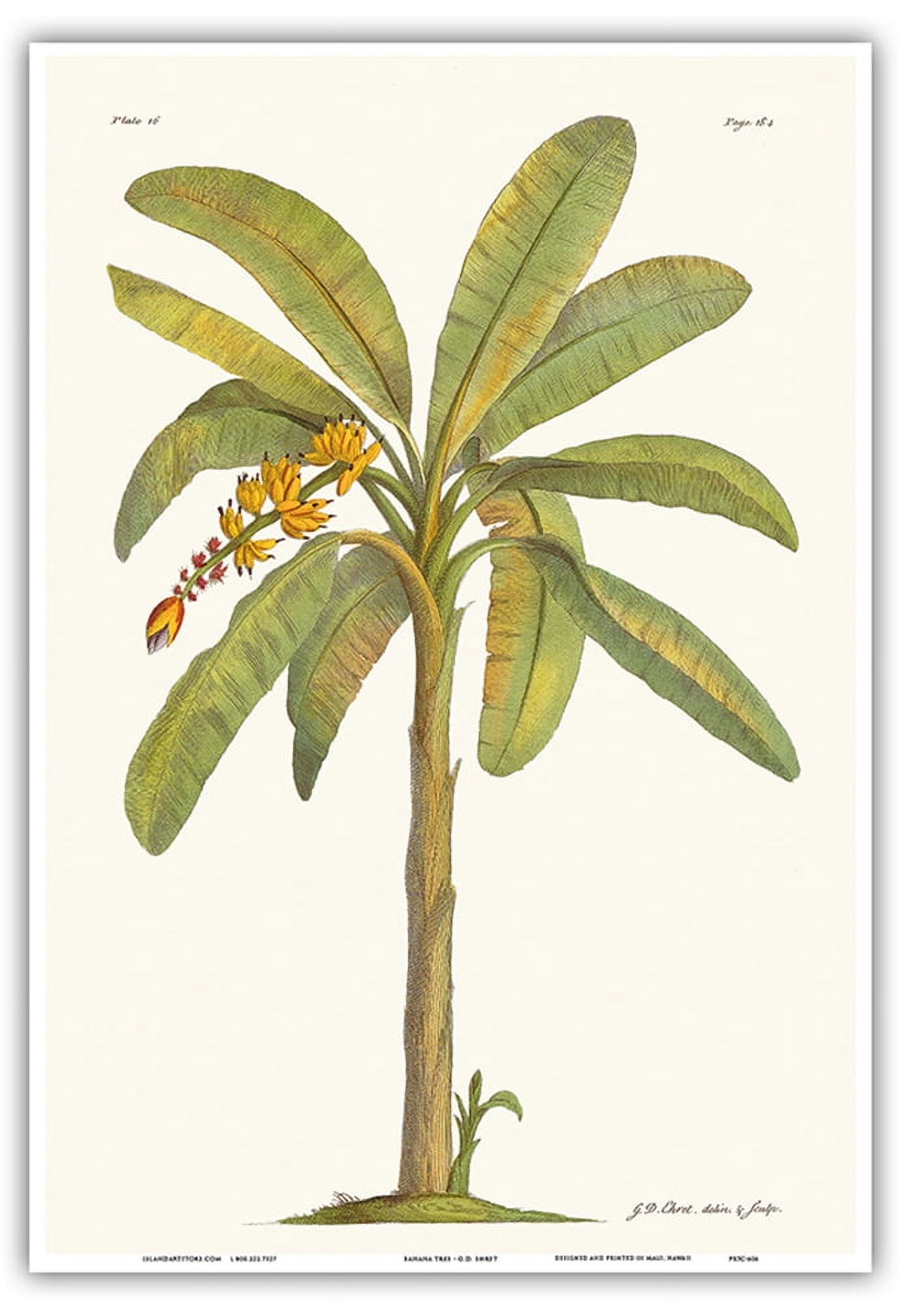 Banana Tree (Musa sapientum) - Plate From The Natural History of ...