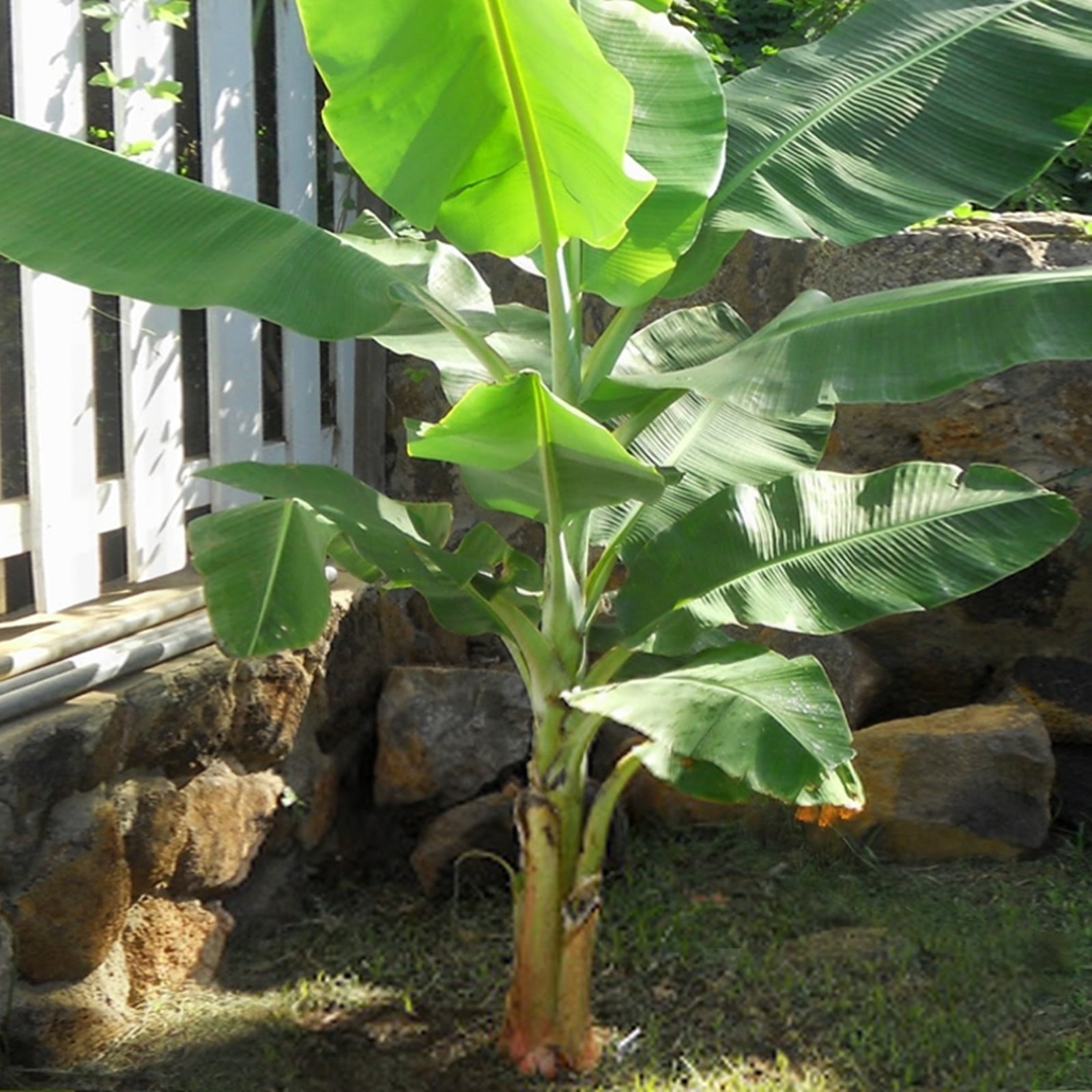 (Banana Tree for planting) Home Garden Decoration IndBeautifuloor or ...