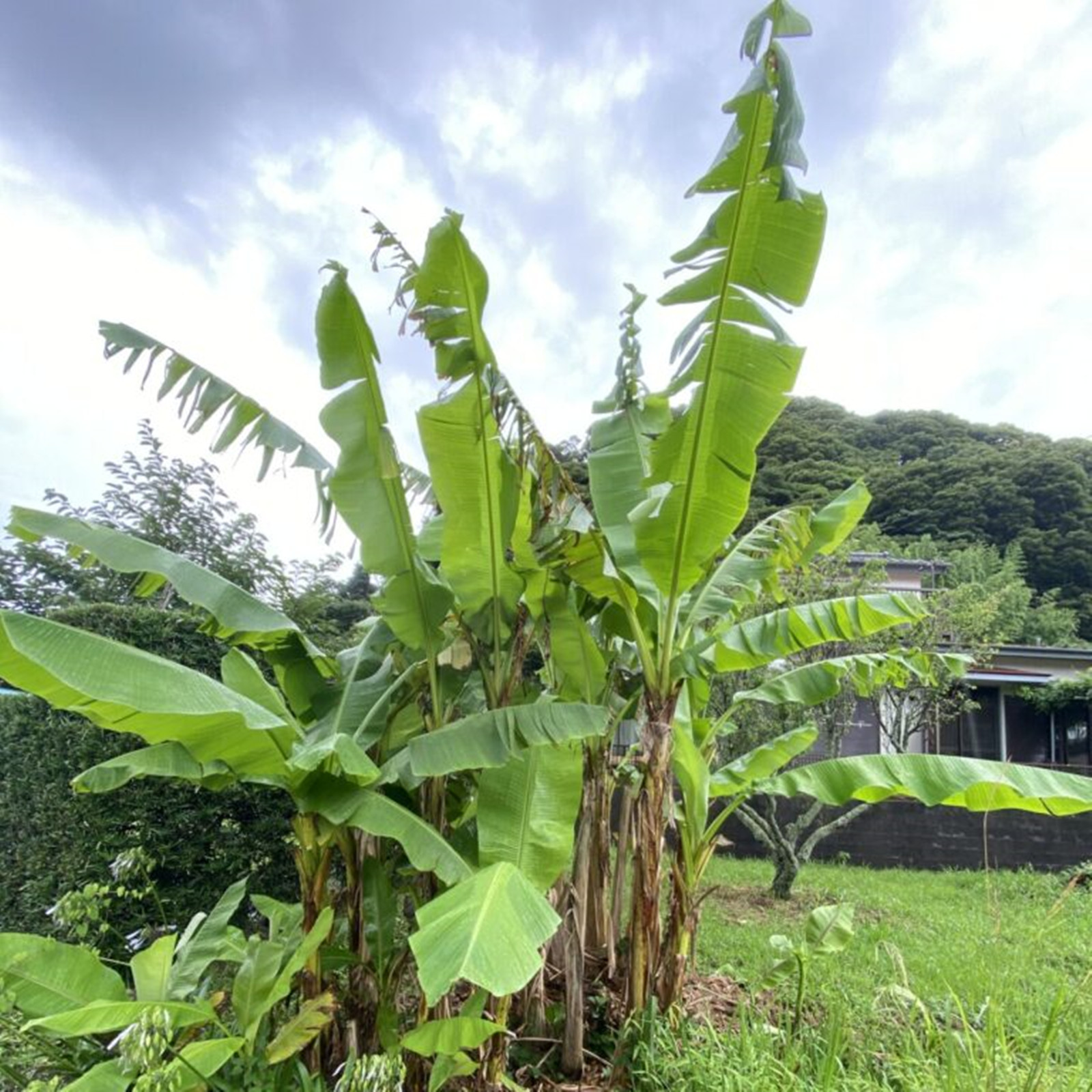 (Banana Tree for planting) Home Garden Decoration IndBeautifuloor or ...
