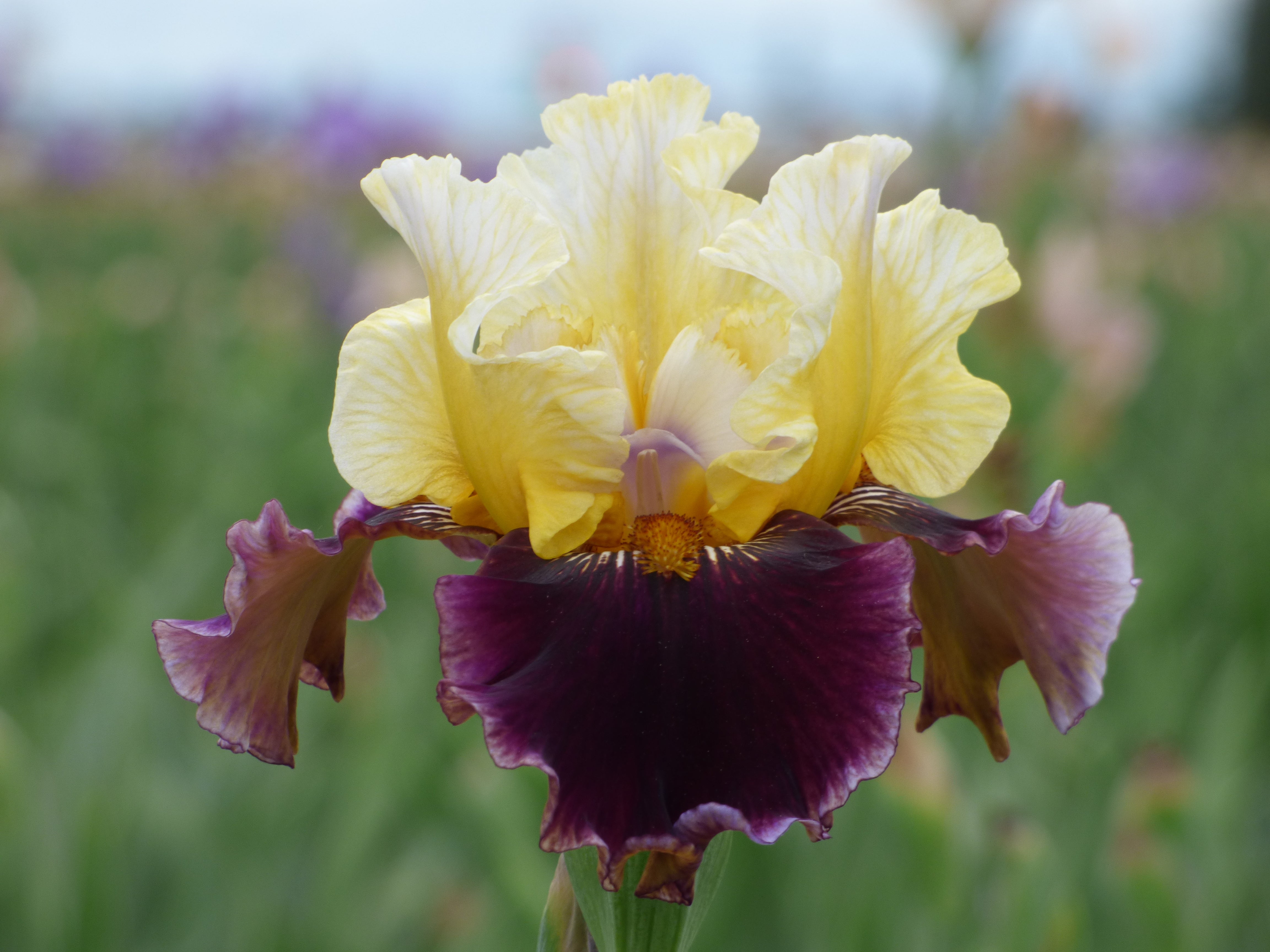 Banana Wind Tall Bearded Iris Rhizome | Yellow & Maroon Bicolor ...