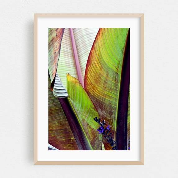 Banana leaf poetry in autumn light - Bezirk Pankow Berlin Germany ...