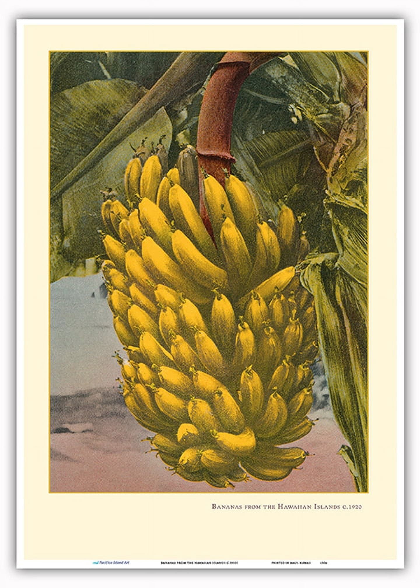 Bananas from the Hawaiian Islands - Vintage Hawaiian Color Postcard c ...