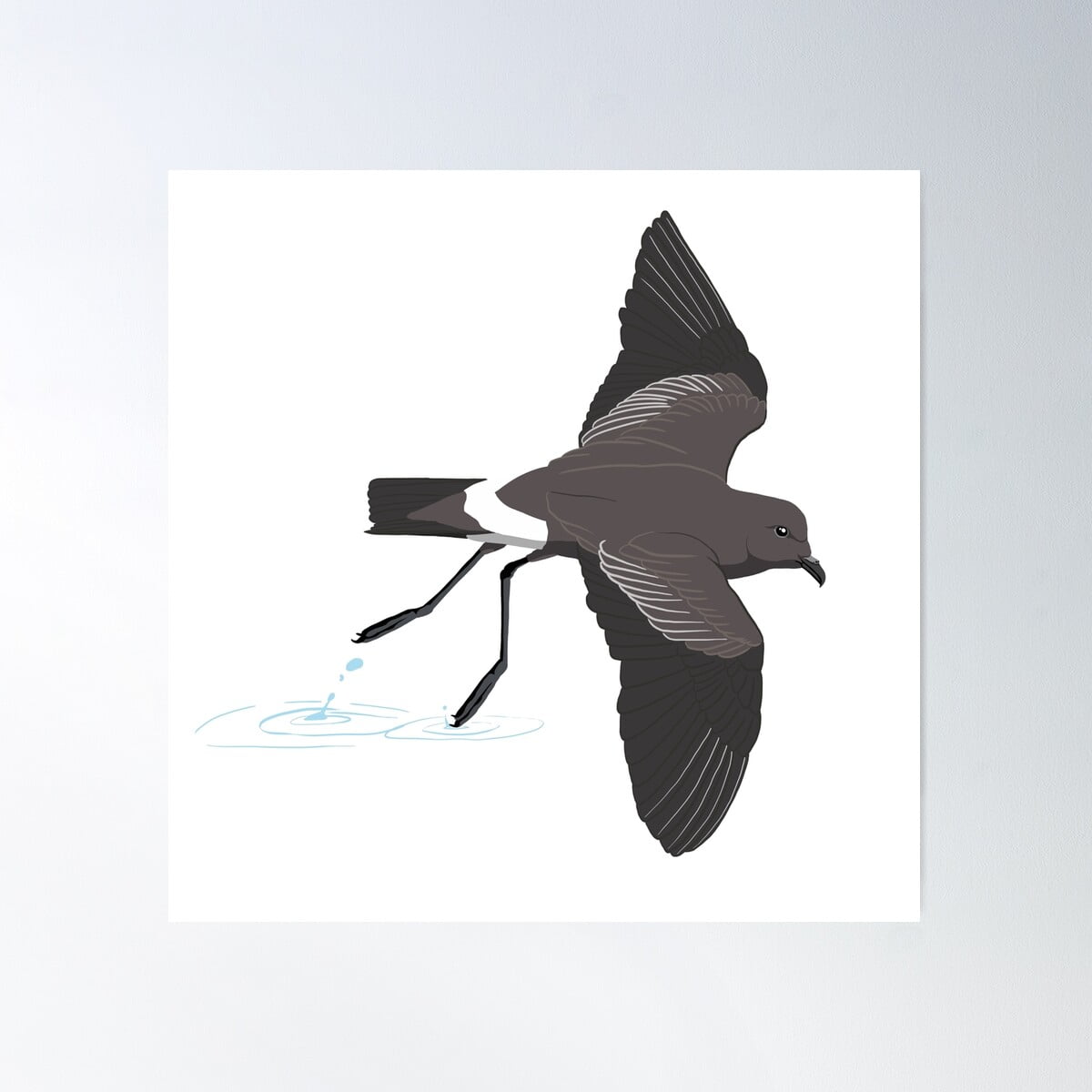Band-Rumped Storm-Petrel Poster Wall Art, Modern Wall Decor For Living ...
