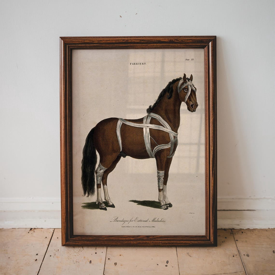 Bandaged Horse by J Pass Veterinarian Decor Equestrian Vintage Textbook ...