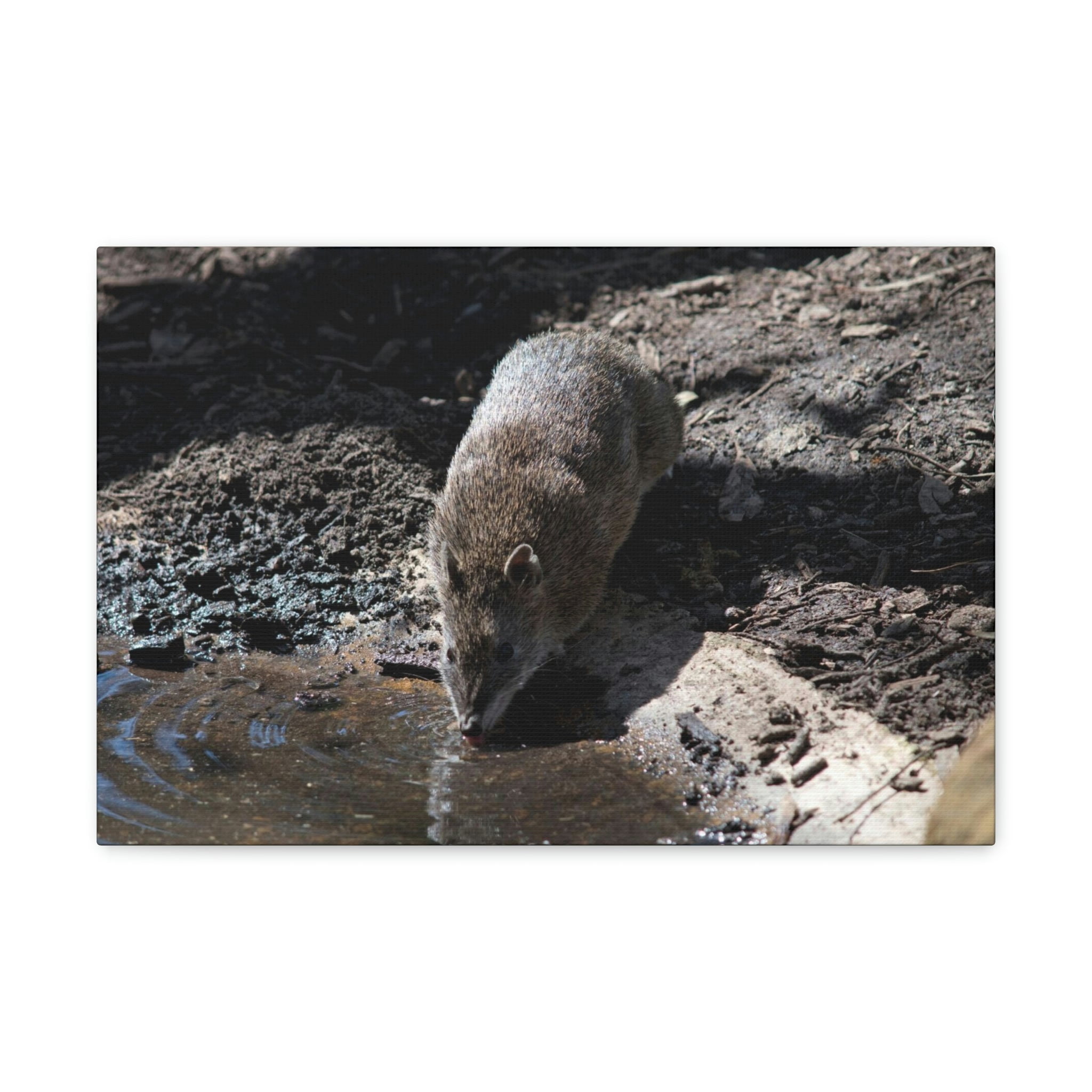 Bandicoot Hunting Bandicoot on Hunt Print Animal Wall Art Wildlife ...