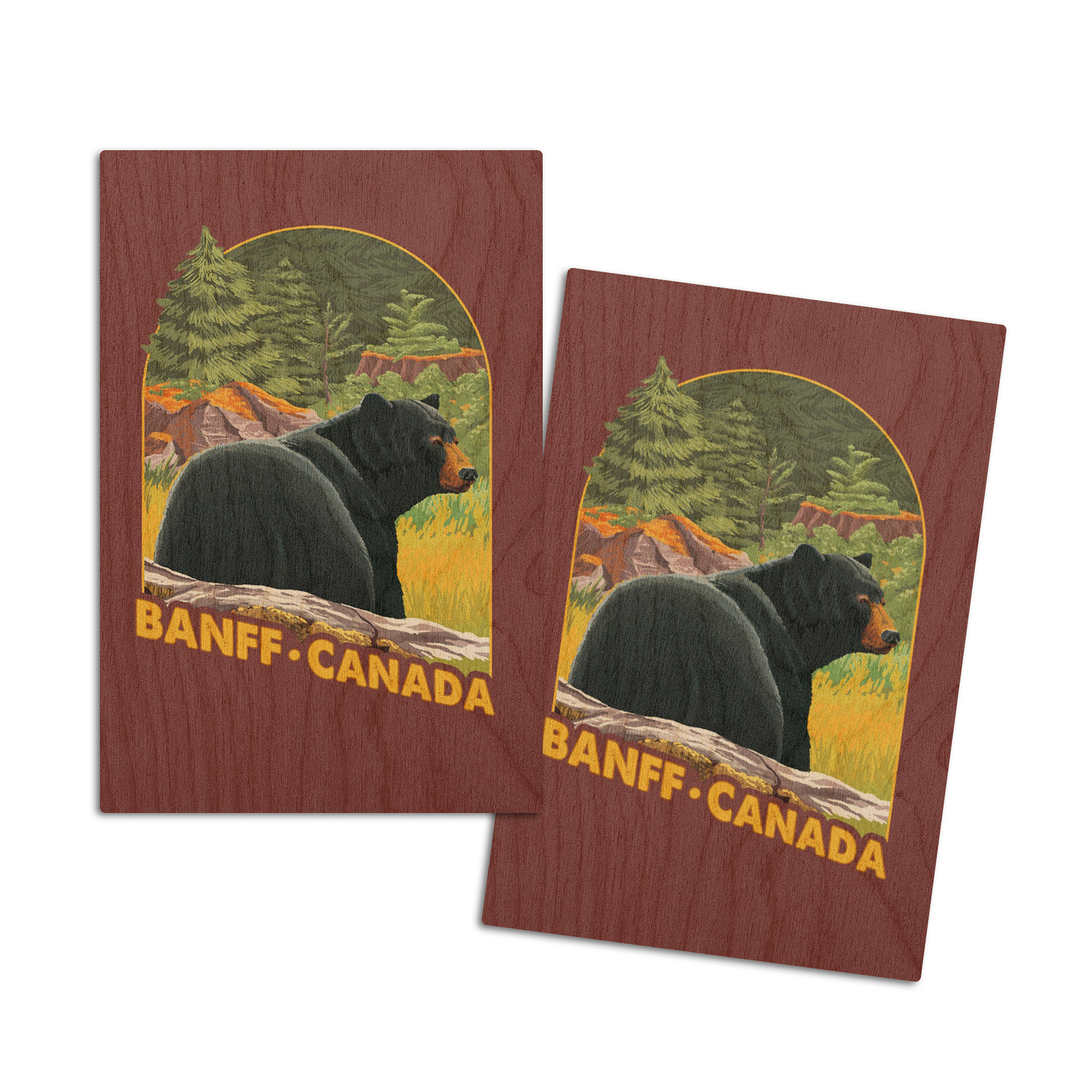 Banff, Alberta, Canada, Black Bear in Forest, Contour (4x6 Birch Wood ...