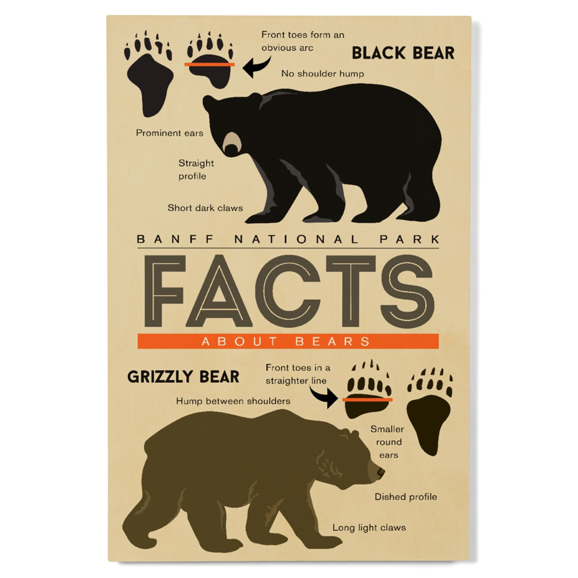 Banff National Park, Canada, Facts About Bears, Grizzly and Black Bear ...