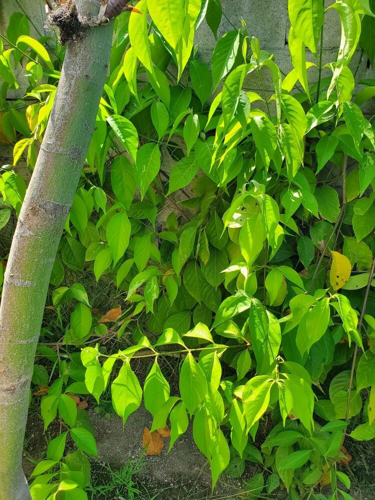 Banisteriopsis caapi “Cielo” Yellow Ayahuasca. Live 6 inch pot size ...