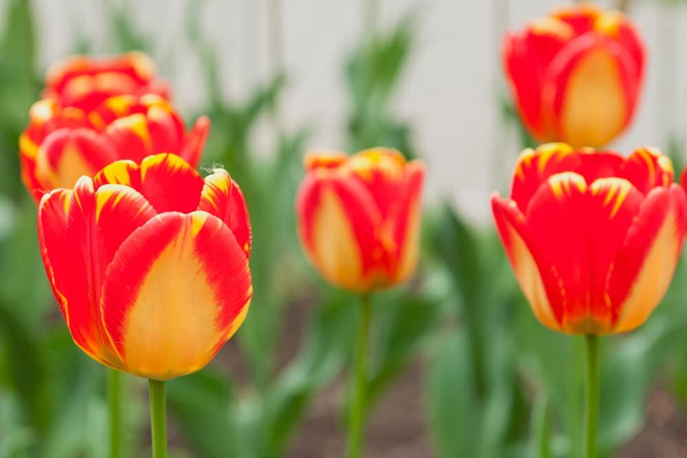 Banja Luka Tulip Bulbs - Stunning Red and Yellow Tulips (10 Bulbs ...