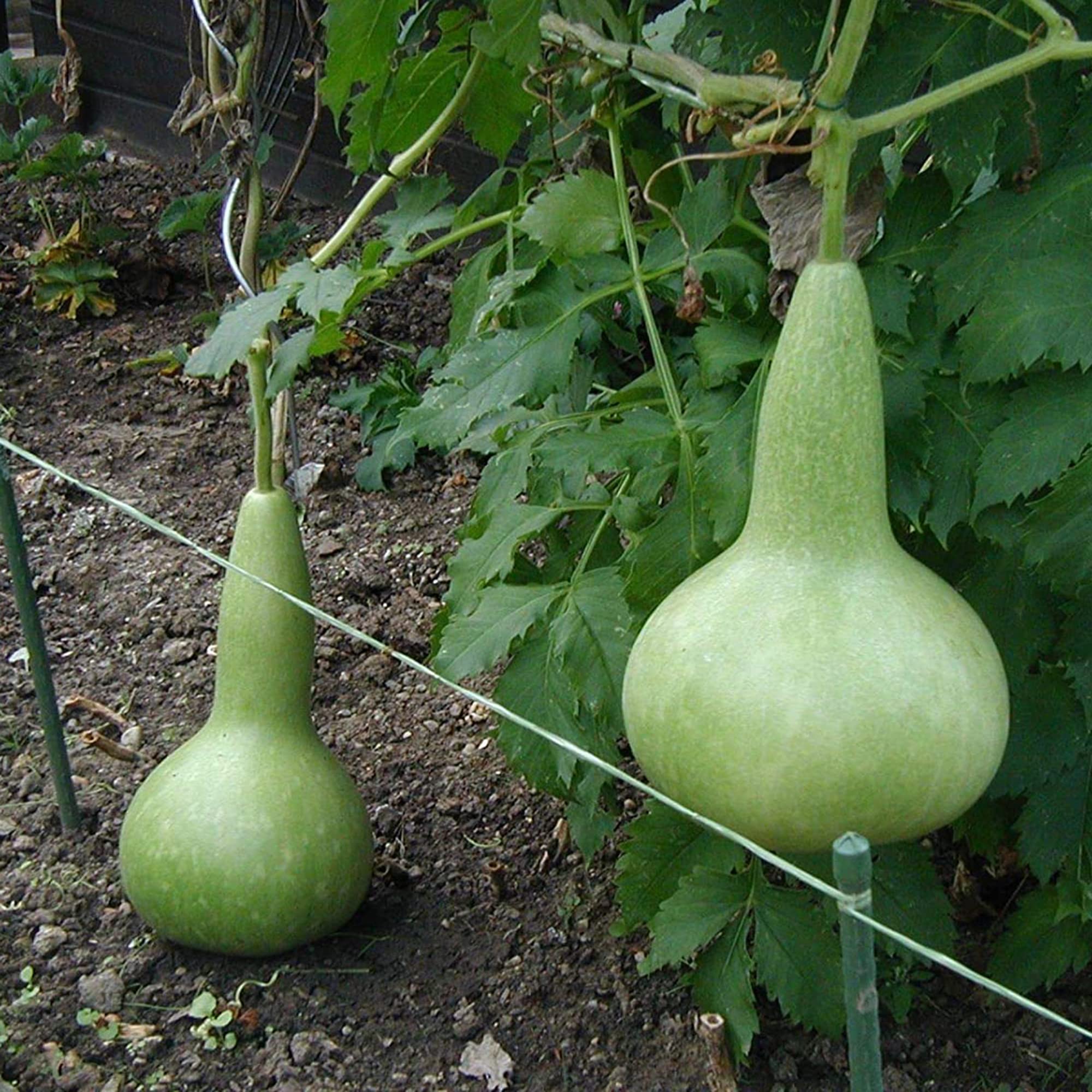 Banjo Gourd SeedsUMRT Music Gourd Large Elongated Curved Shape Making ...