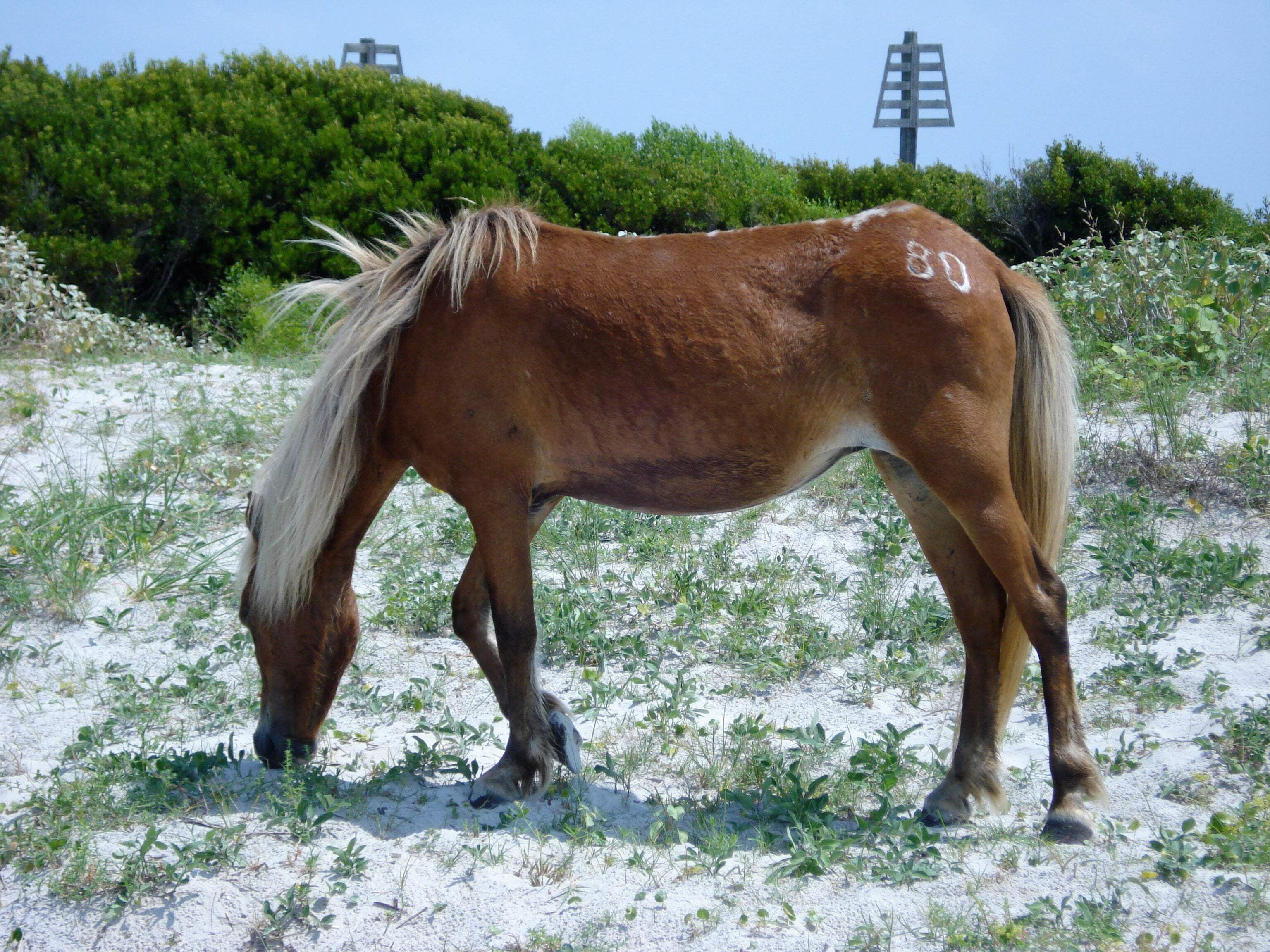 Banker Horse Breed GLOSSY POSTER PICTURE PHOTO PRINT BANNER ...