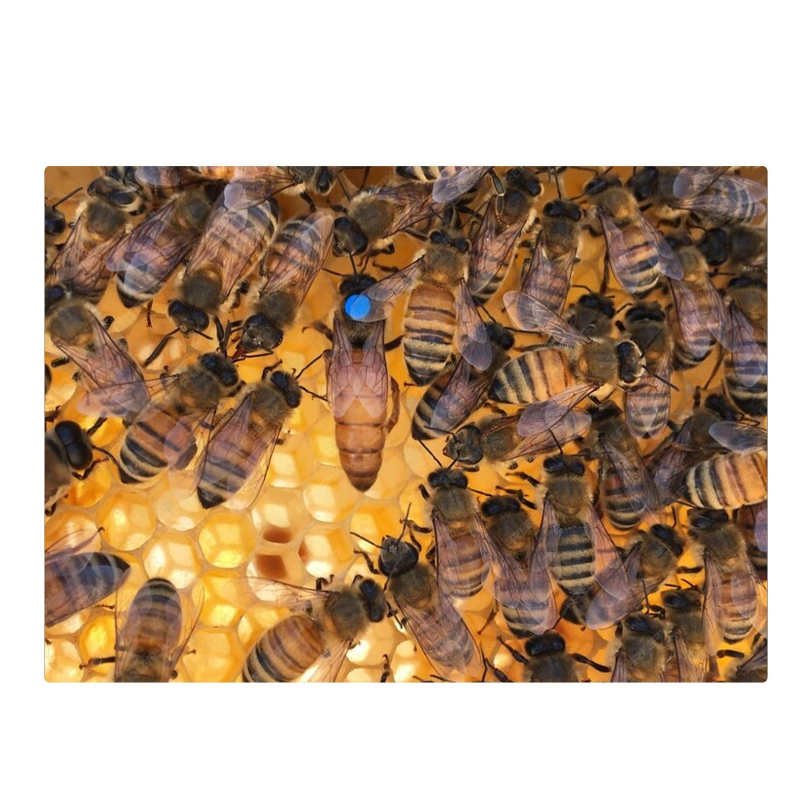 Banners Flag Pole for without Bracket Memorial Day Banner Flags Wolf ...