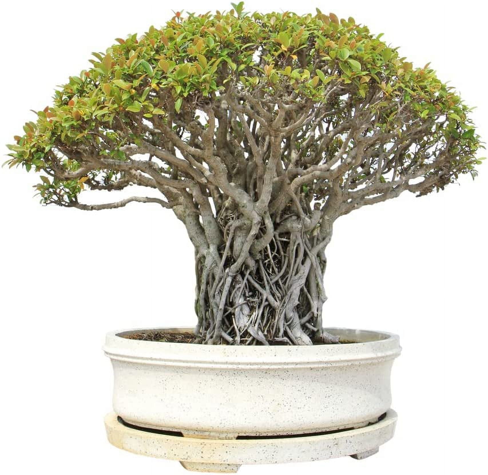 30 Banyan Bonsai Tree Seeds - Ficus benghalensis - Indoor/Outdoor ...