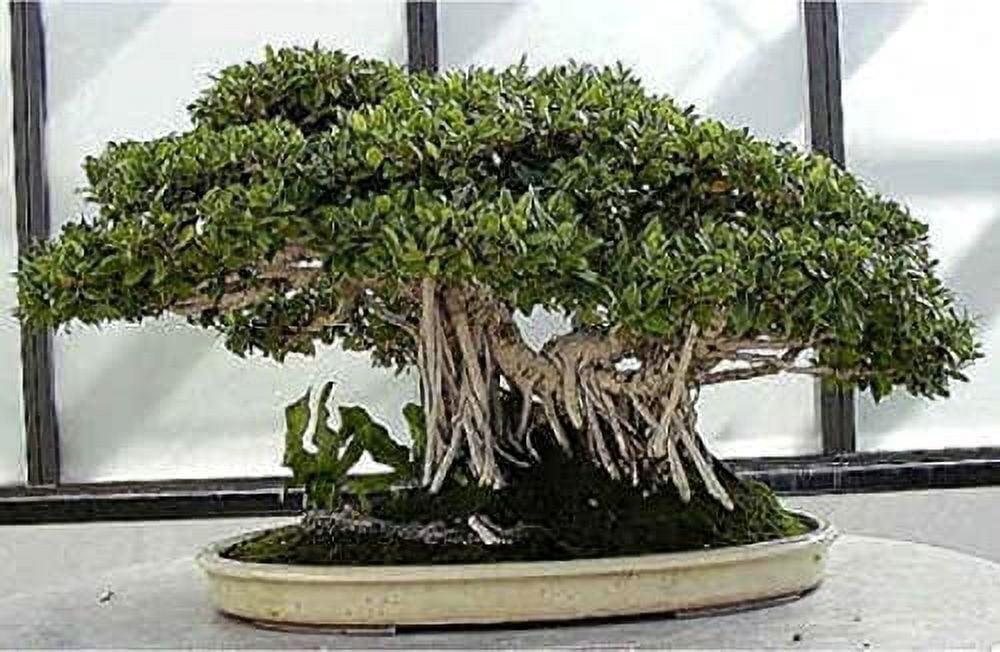 CZ Grain 30 Banyan Ficus Plant Seeds, Rare Bonsai Specimen - Walmart.com