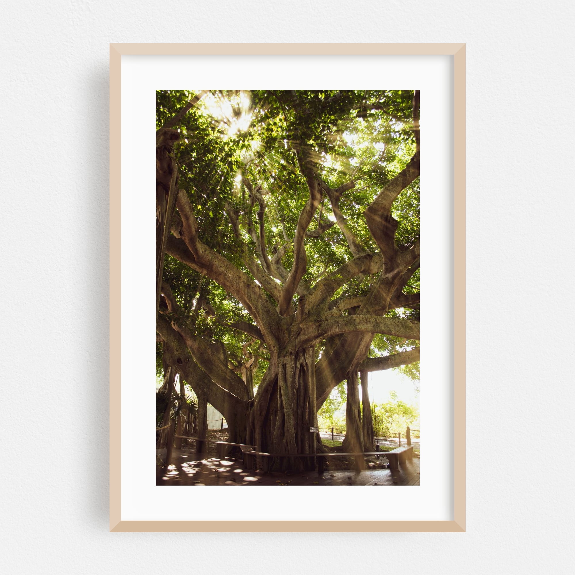 Banyan Tree With Glory Rays of Sun Light Landscape Photograph - Jupiter ...