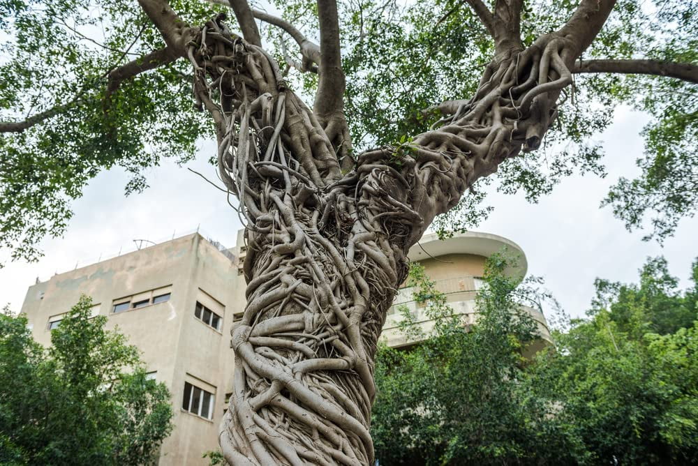 Banyan Tree Seeds for Planting - 20 Seeds of Ficus benghalensis ...