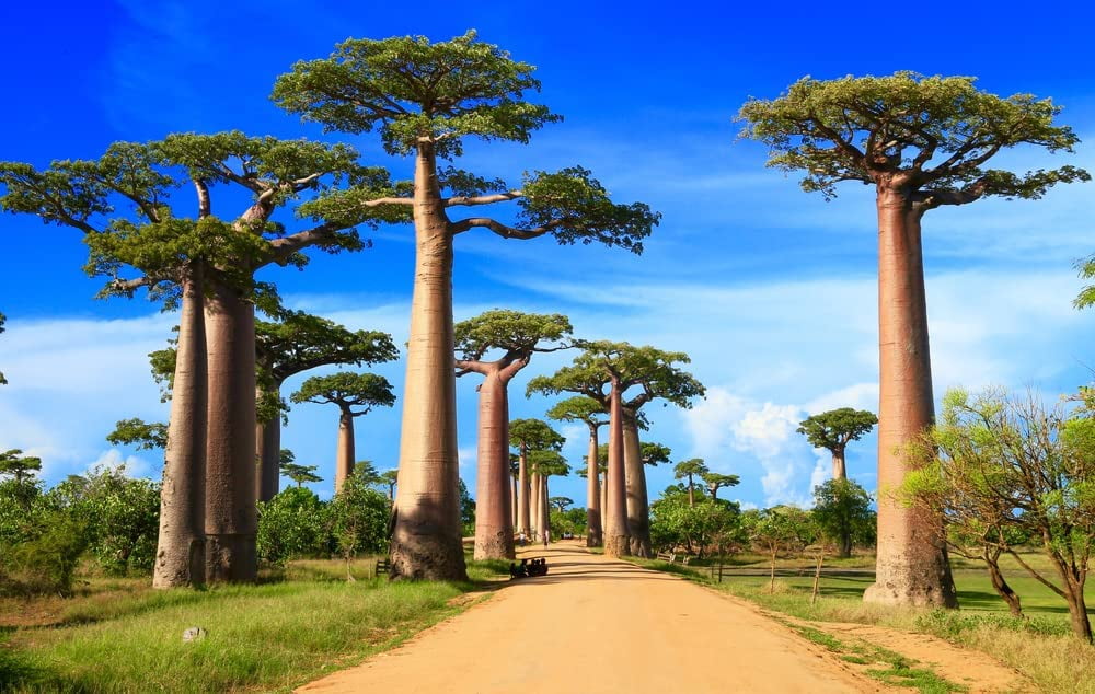 CZ Grain 5 Baobab Bonsai Tree Plant Seeds - Walmart.com