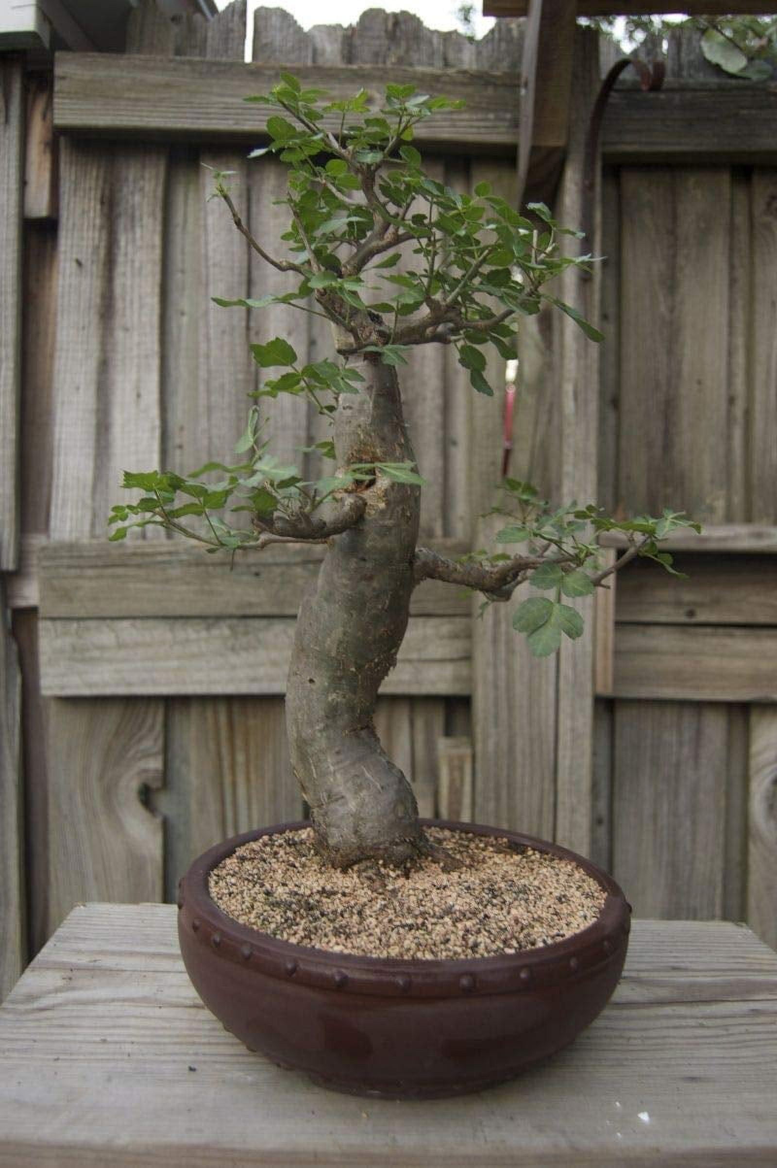 Baobab Bonsai Tree Seeds - 5 Seeds to Grow - Highly Prized Baobab Tree - Ships from Iowa. Exotic ...