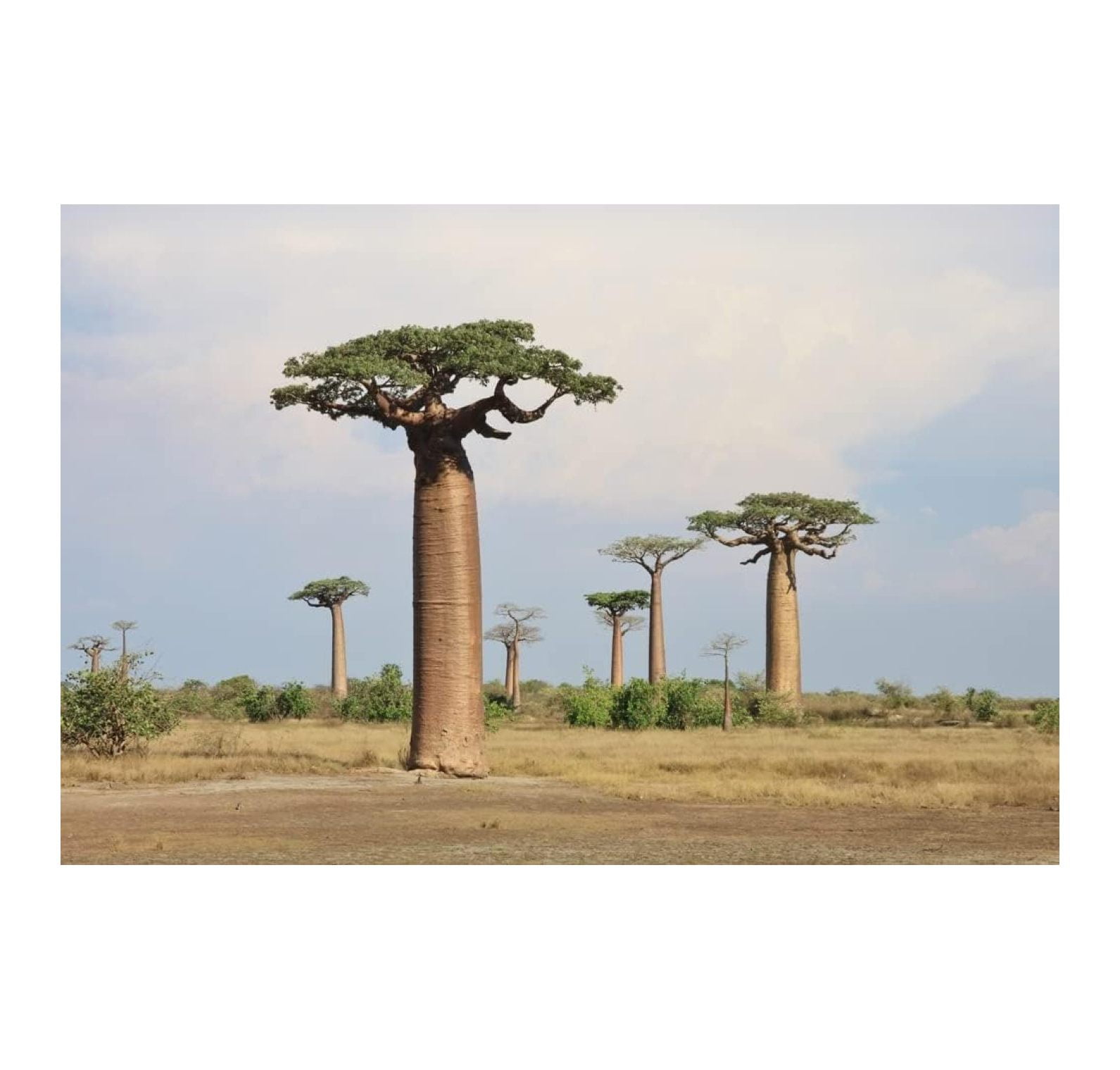 Baobab Tree Seeds - 5 Seeds to Grow - Highly Prized Baobab Tree - Ships ...