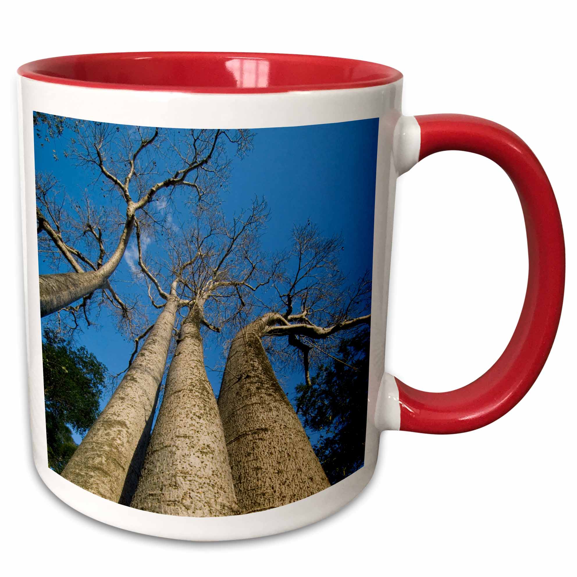 3drose, Baobab Trees, Ampijoroa-ankarafantsika Np, Madagascar-af24 ...