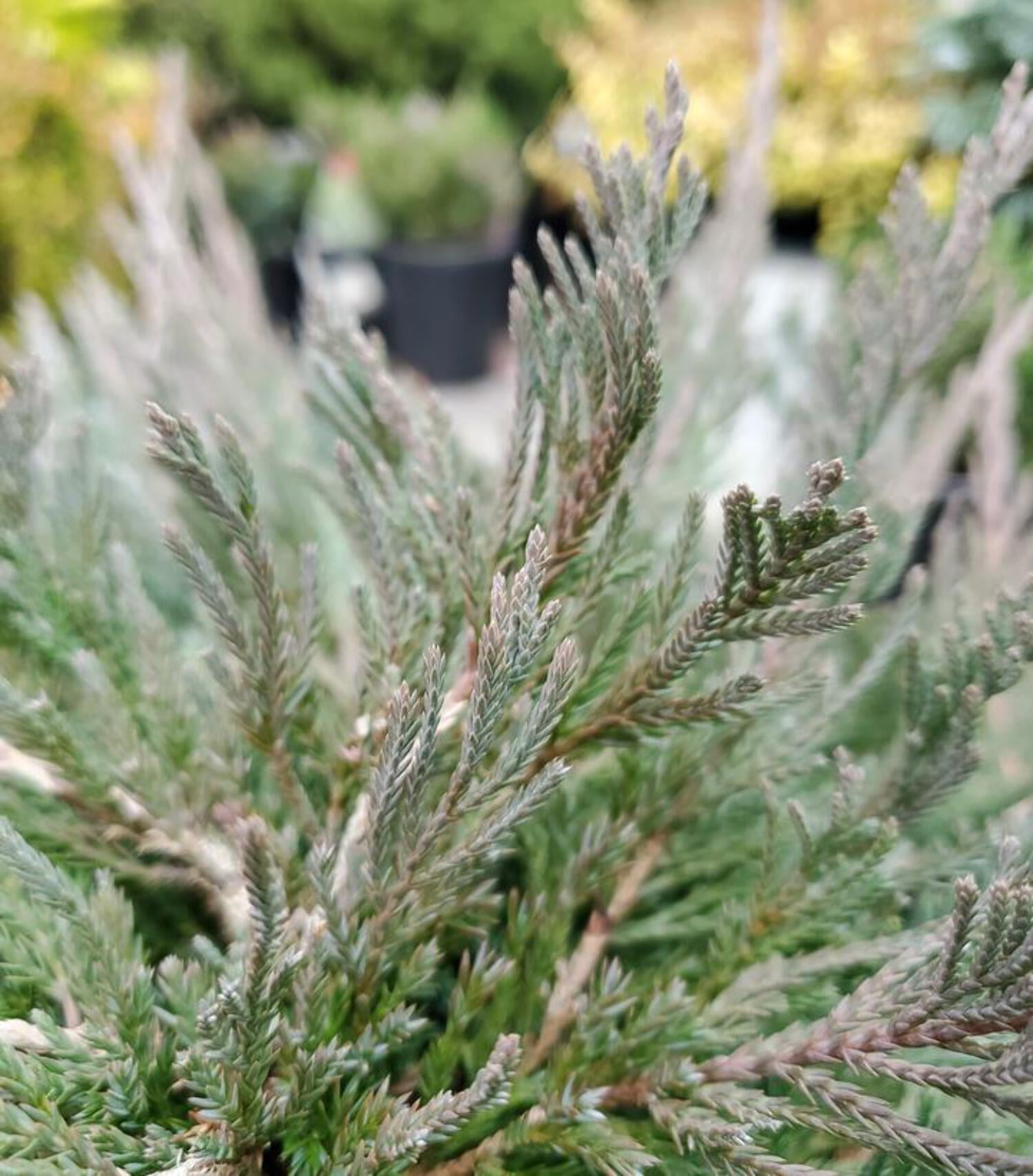 Bar Harbor Creeping Juniper - Walmart.com