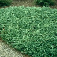 Juniper Scopulorum, Skyrocket Evergreen Tree, 4 Inch Pot, Lot of 6 ...