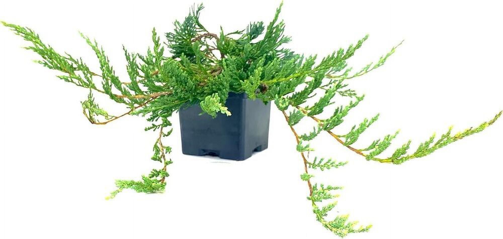 Bar Harbor Juniper | Live 4 Inch Pots | Juniperus horizontalis 'Bar ...