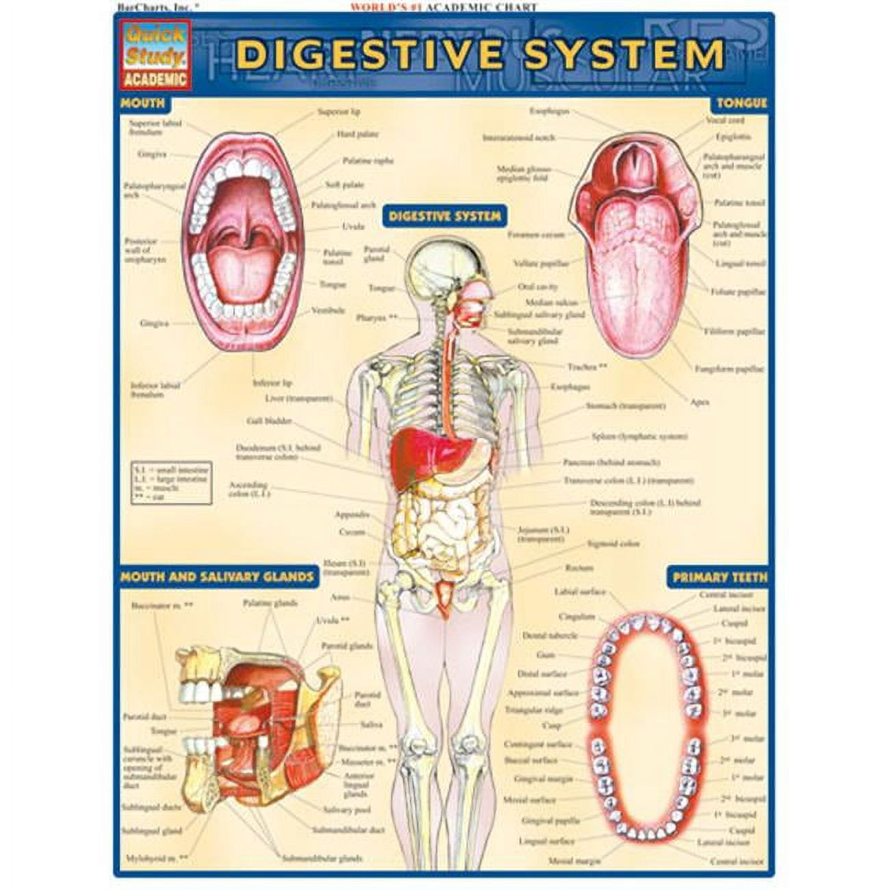 BarCharts- Inc. Digestive System - Walmart.com