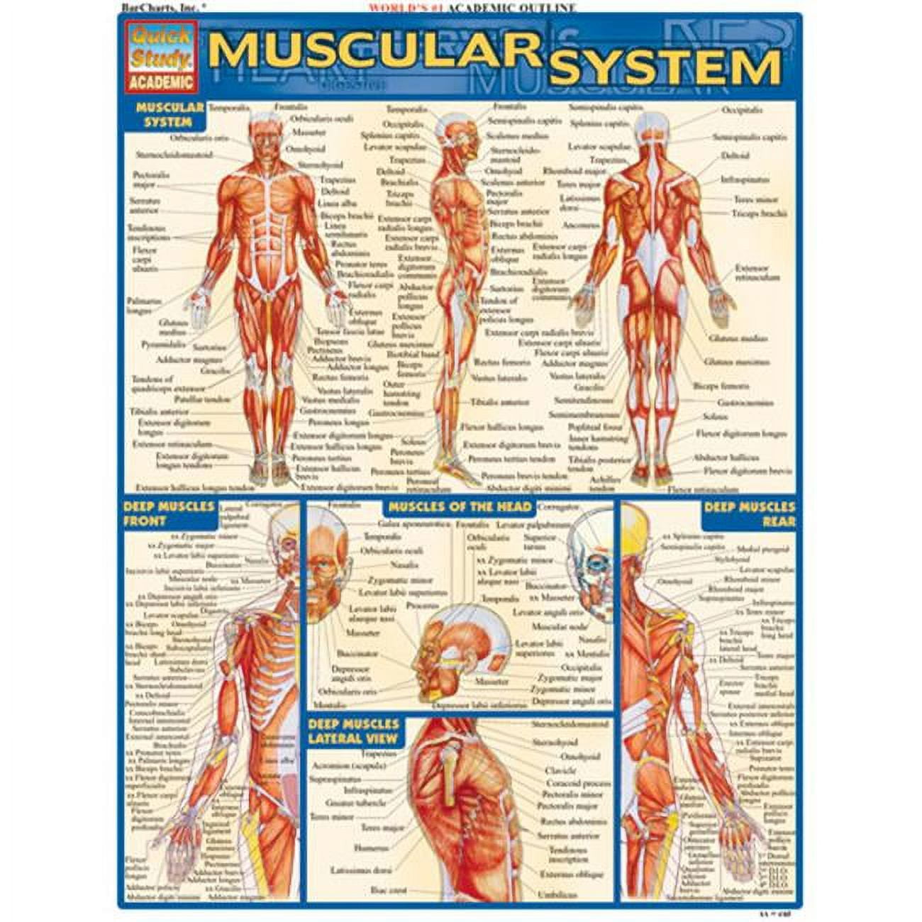 BarCharts- Inc. Muscular System - Walmart.com