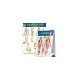 BarCharts Inc. QuickStudy Anatomy Easel Reference Set (2498001) 9781423234289 - Walmart.com