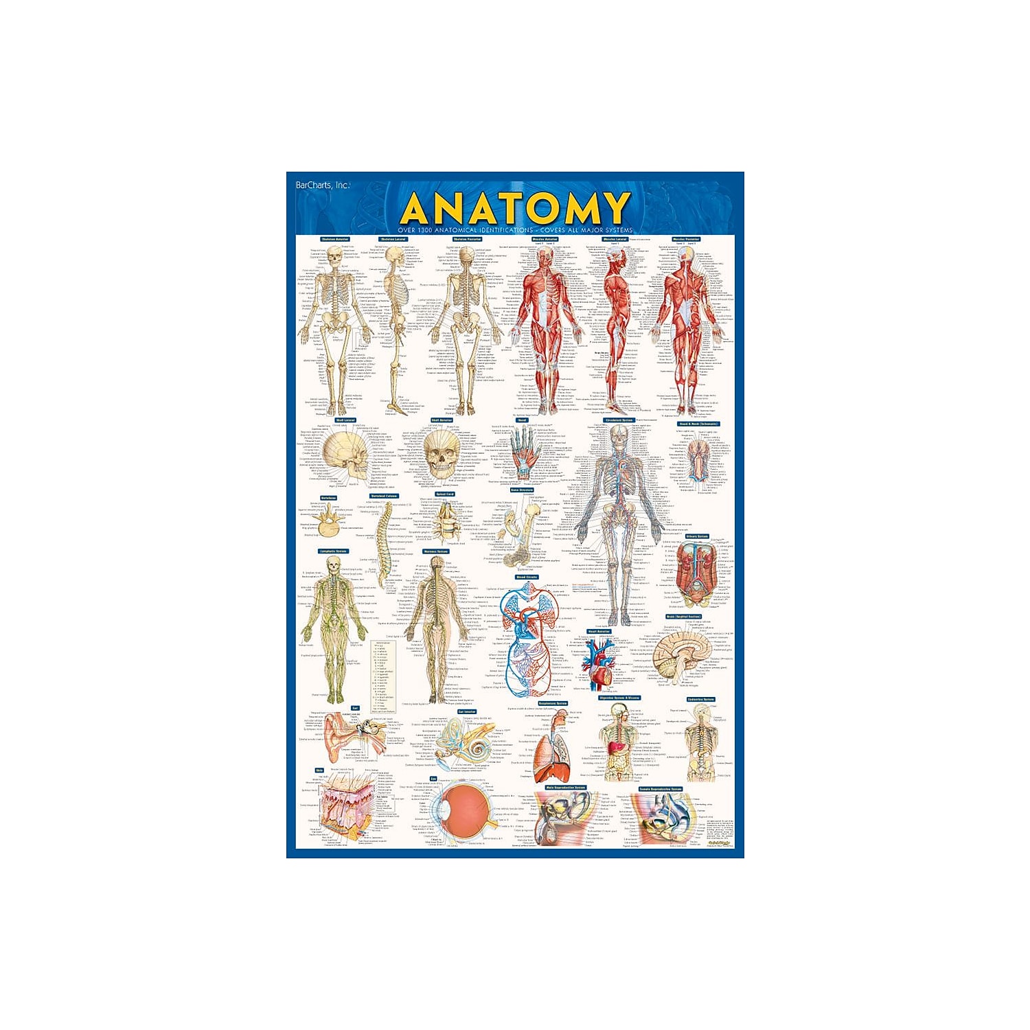 BarCharts Inc. QuickStudy Anatomy Poster Reference Set (9781423230717) - Walmart.com