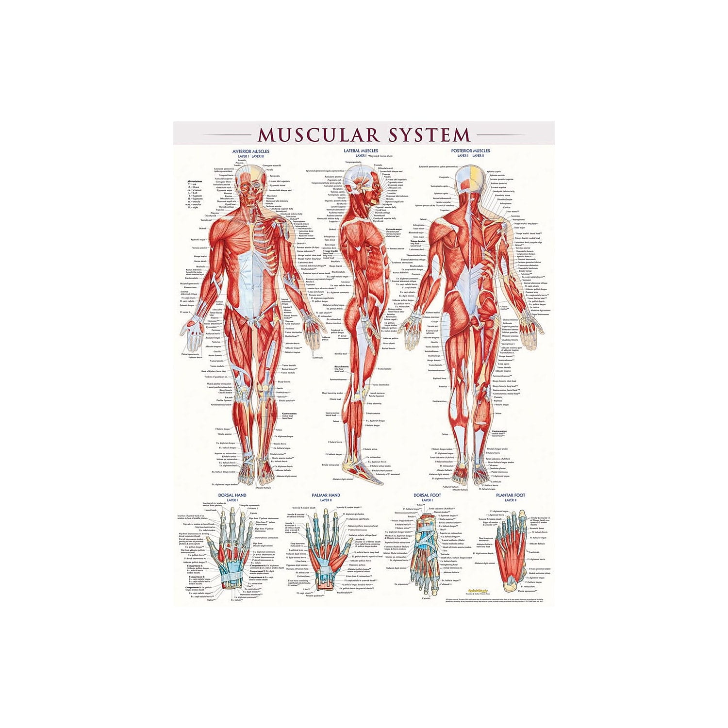 BarCharts Inc. QuickStudy Muscular System Poster Reference Set ...