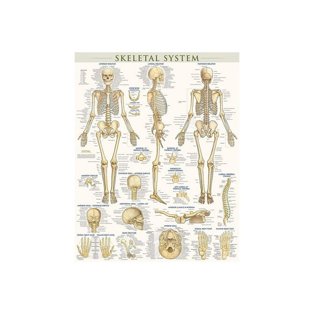 BarCharts Inc. QuickStudy Skeletal System Poster Reference Set ...