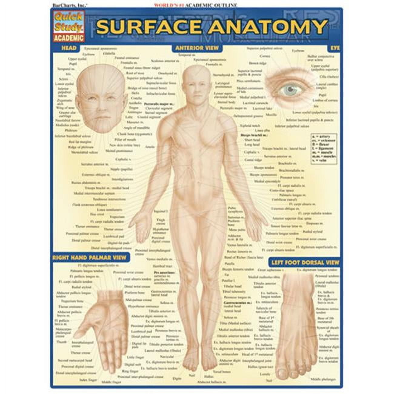 BarCharts- Inc. Surface Anatomy - Walmart.com