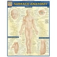 BarCharts- Inc. Surface Anatomy - Walmart.com