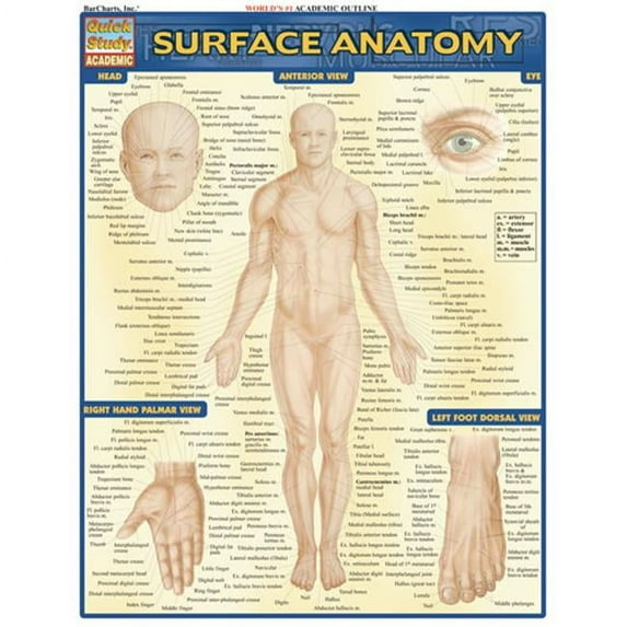 BarCharts- Inc. Surface Anatomy - Walmart.com