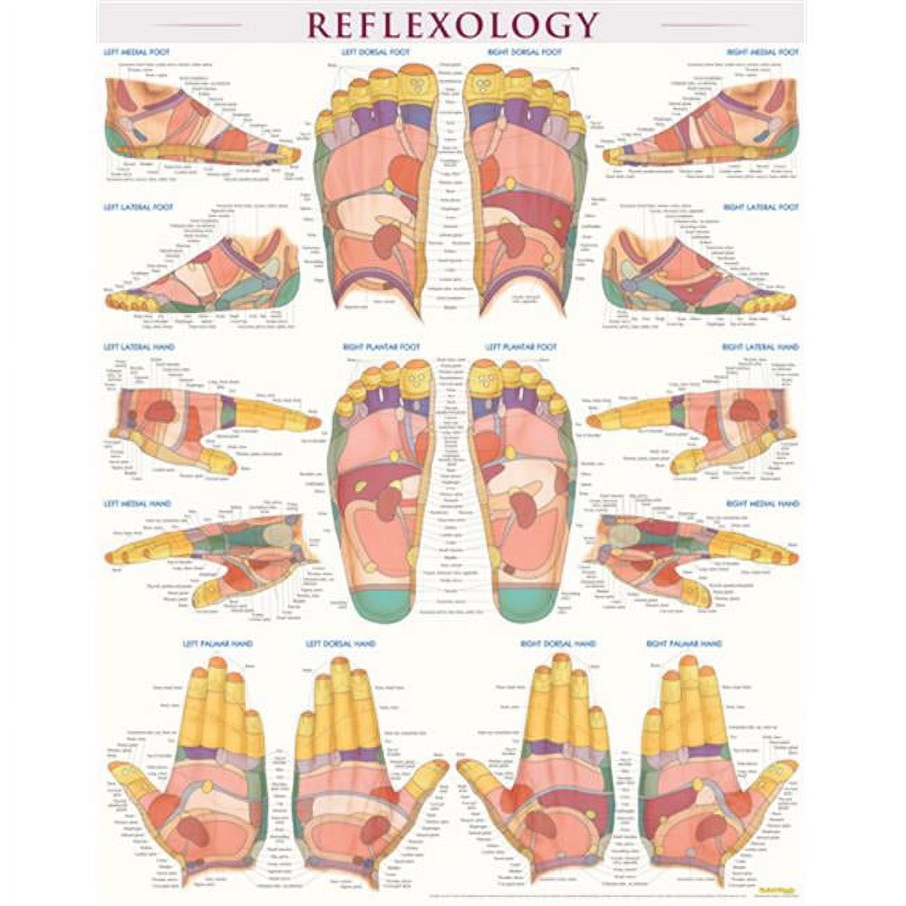 BarCharts Reflexology-Laminated - Walmart.com