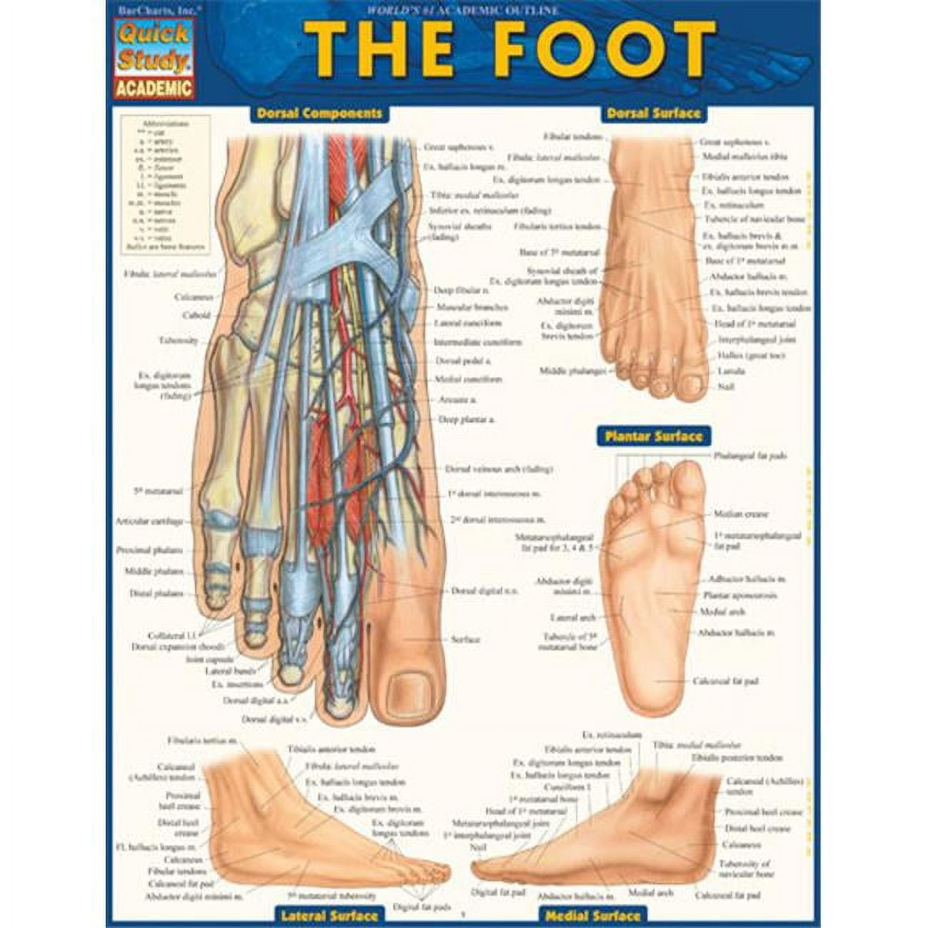 BarCharts The Foot by Vincent Perez - Walmart.com